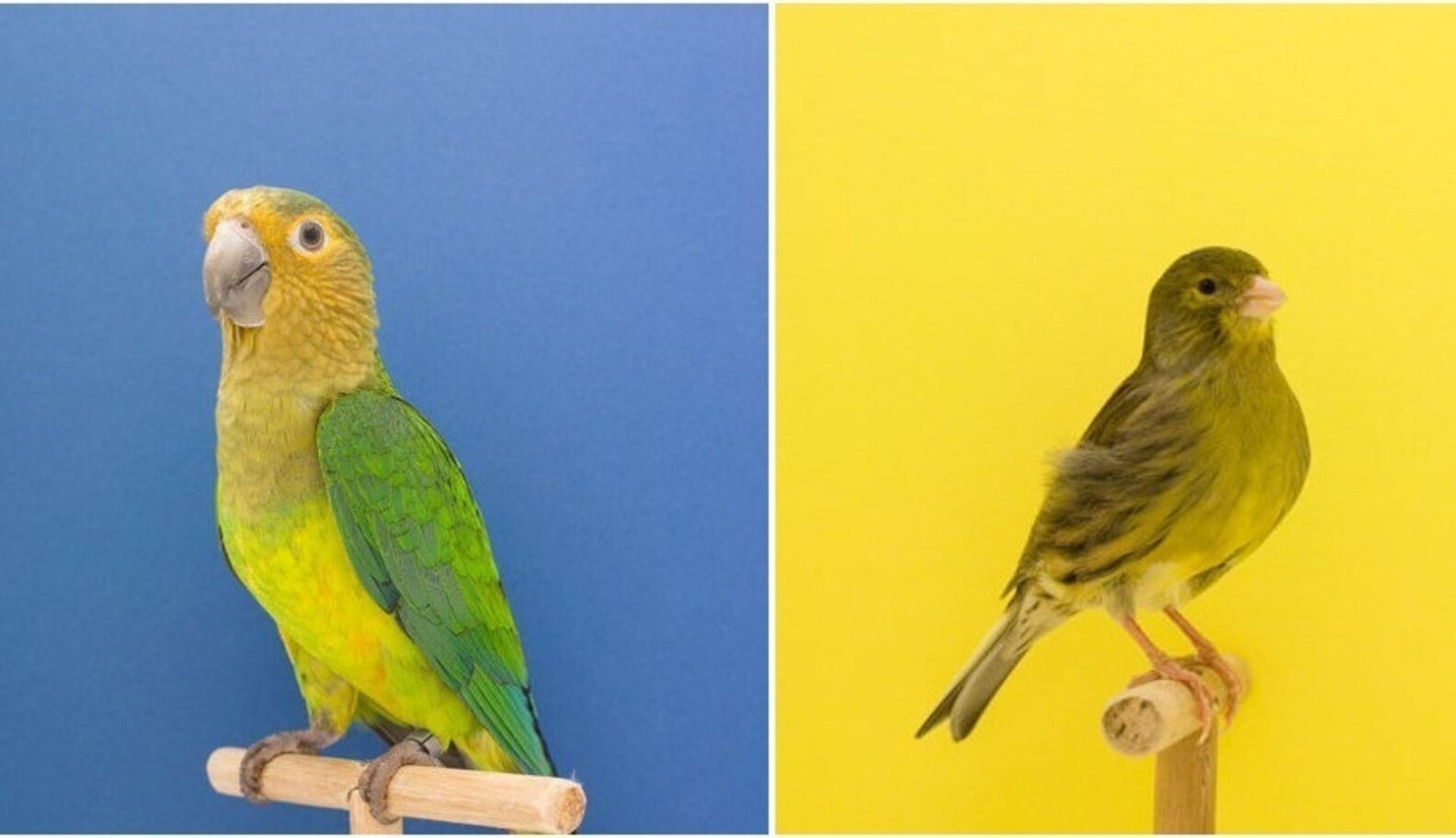 Photos: Colorful Birds On Display In High-Contrast Portraits - The Dodo