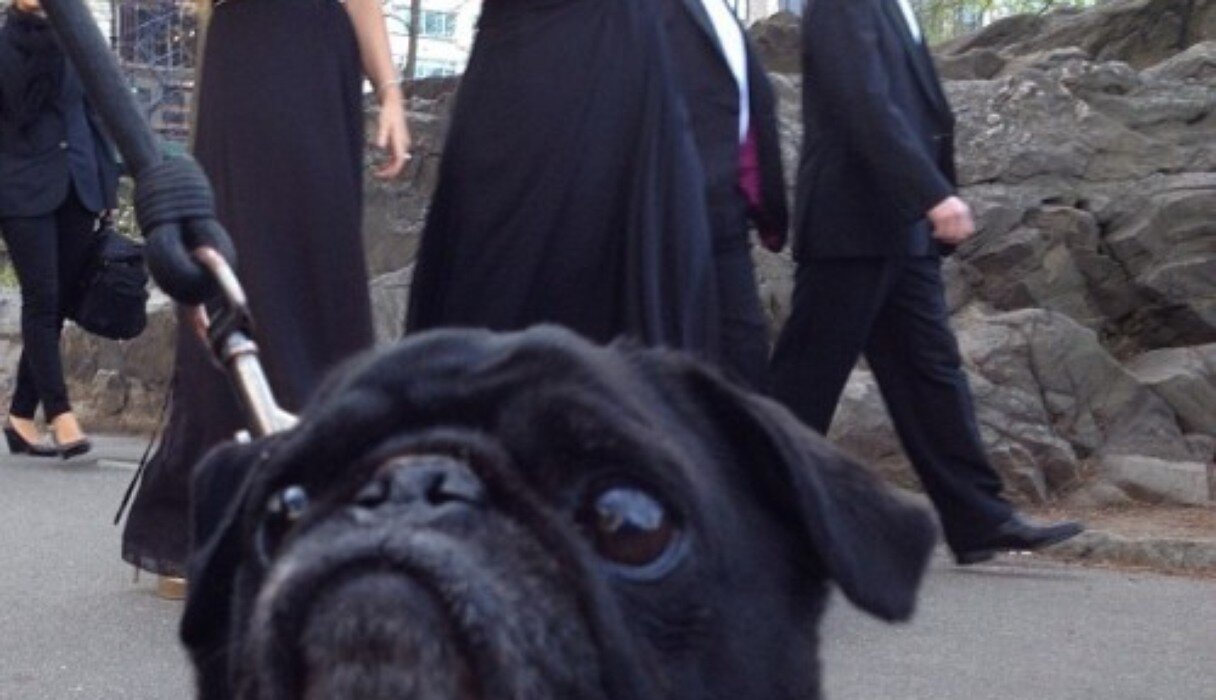10 Pug Photobombs Guaranteed To Put A Smile On Your Face - The Dodo