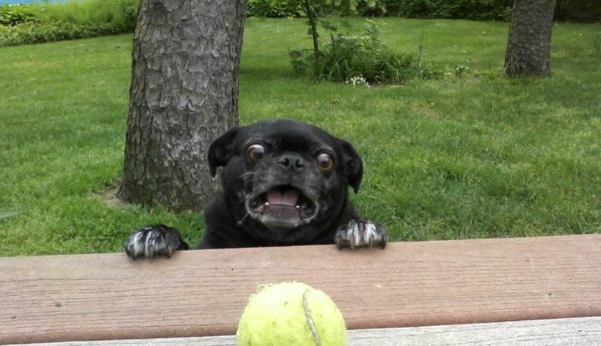 10 Pug Photobombs Guaranteed To Put A Smile On Your Face - The Dodo