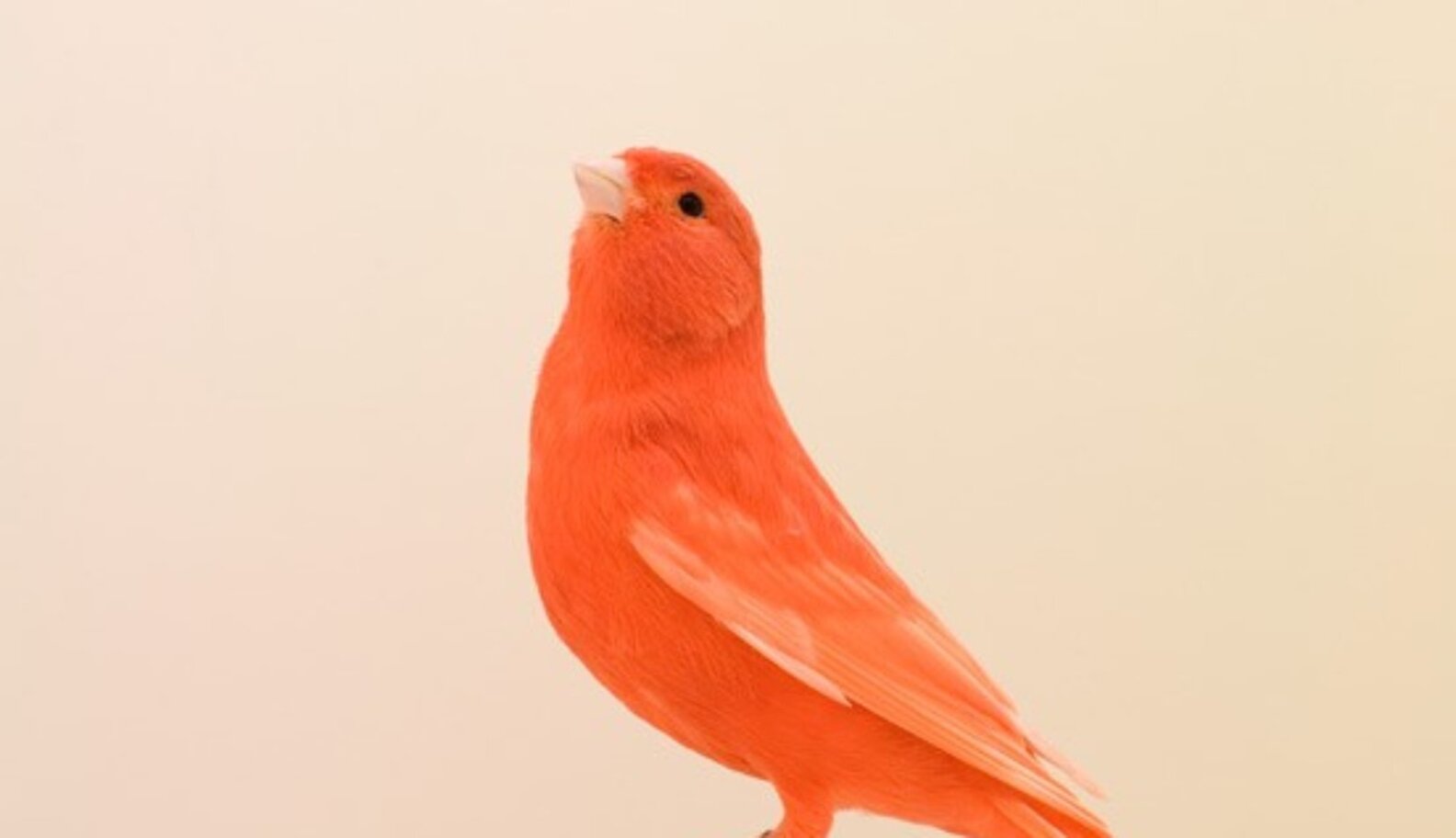 Photos: Colorful Birds On Display In High-Contrast Portraits - The Dodo