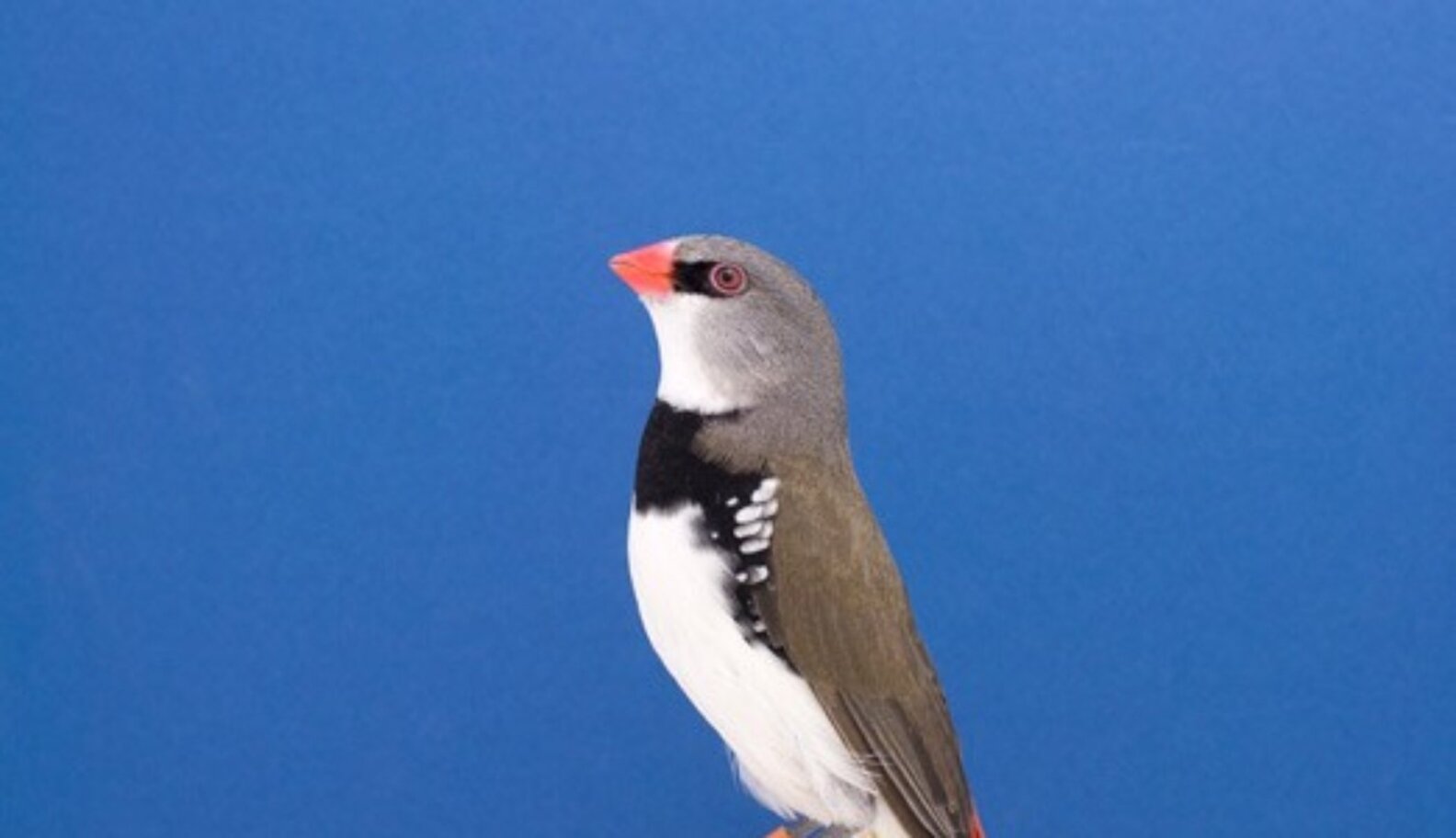 Photos: Colorful Birds On Display In High-Contrast Portraits - The Dodo