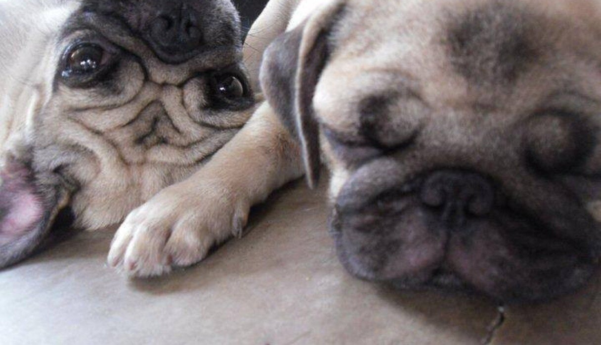 10 Pug Photobombs Guaranteed To Put A Smile On Your Face - The Dodo