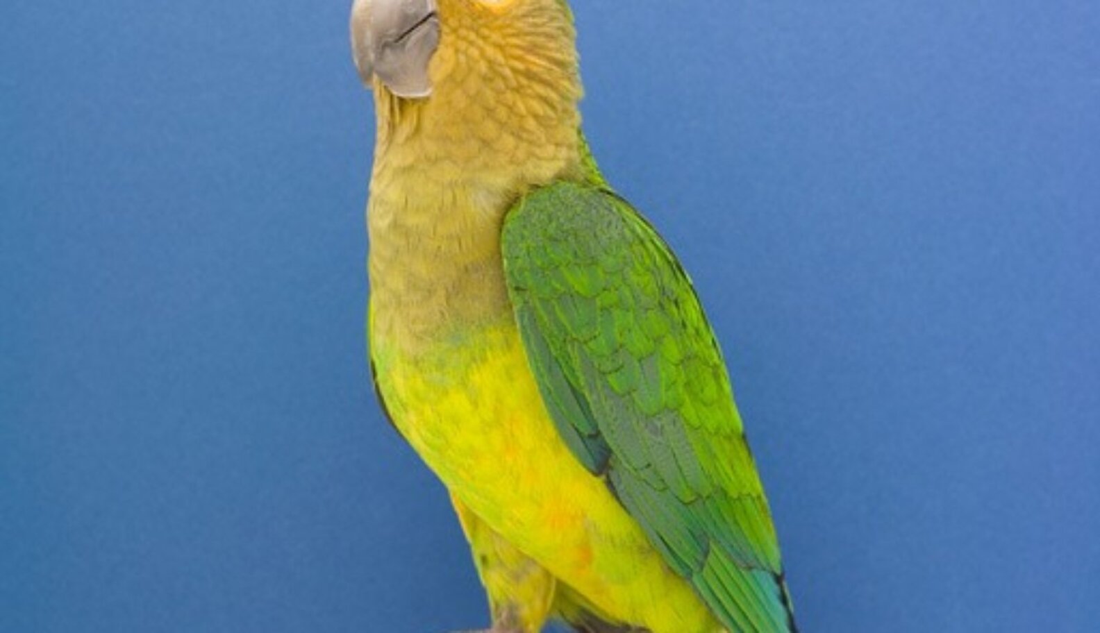 Photos: Colorful Birds On Display In High-Contrast Portraits - The Dodo