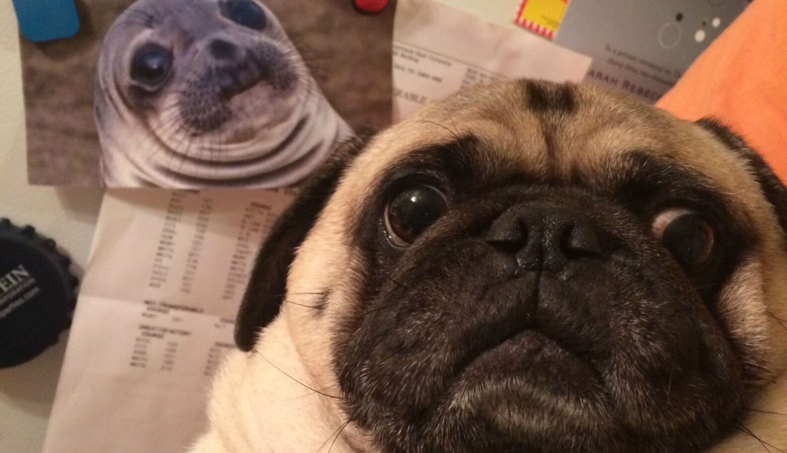 10 Pug Photobombs Guaranteed To Put A Smile On Your Face - The Dodo