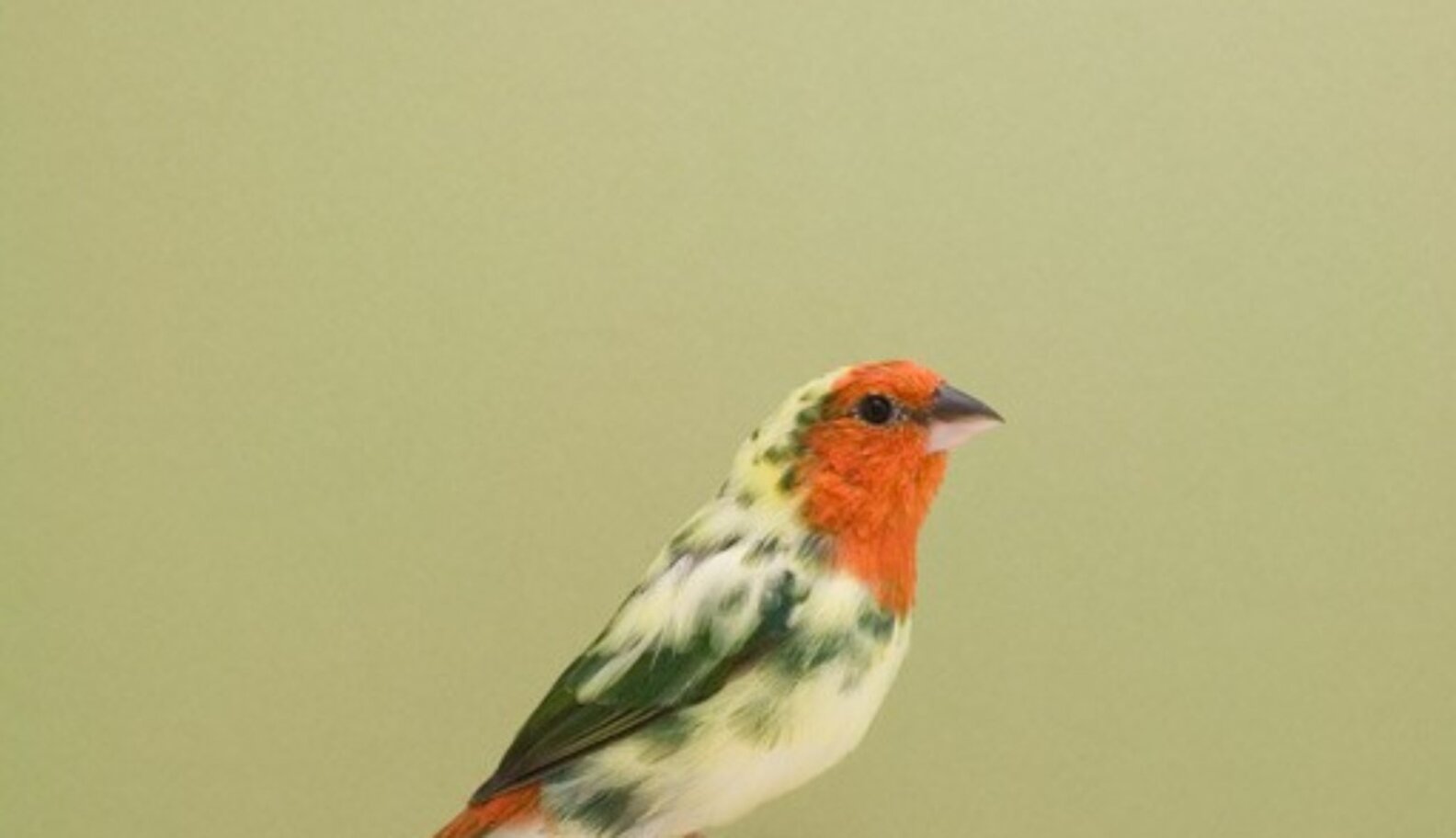 Photos: Colorful Birds On Display In High-Contrast Portraits - The Dodo