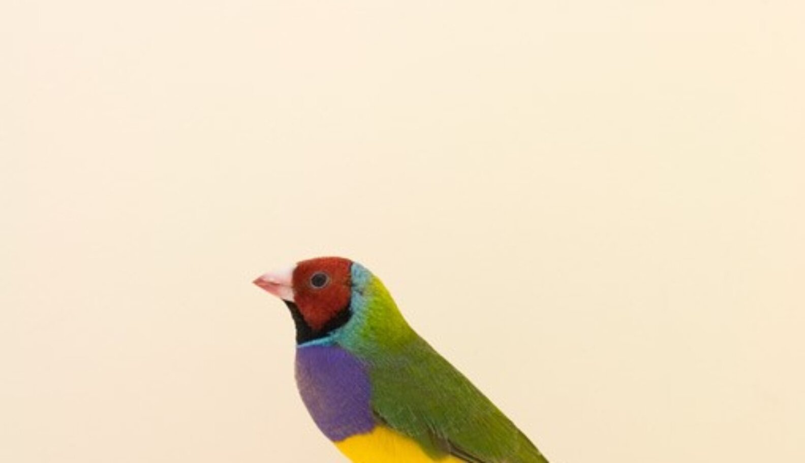 Photos: Colorful Birds On Display In High-Contrast Portraits - The Dodo