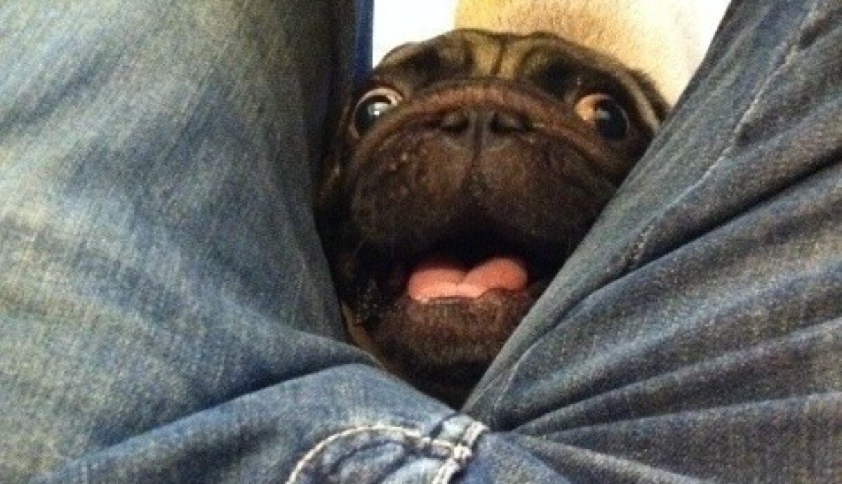 10 Pug Photobombs Guaranteed To Put A Smile On Your Face - The Dodo