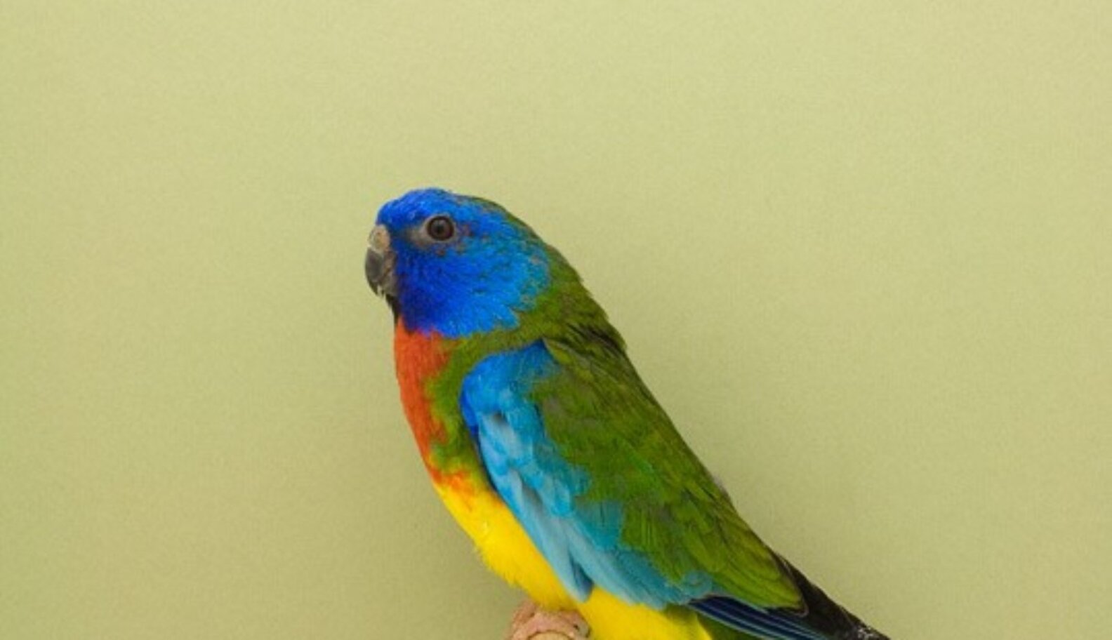 Photos: Colorful Birds On Display In High-Contrast Portraits - The Dodo