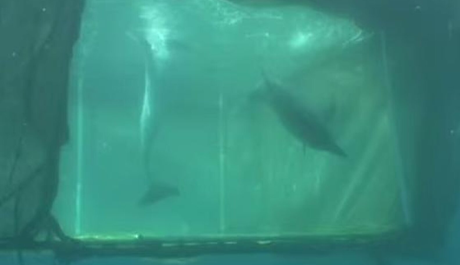 Watch The Beautiful Moment Two Captive Dolphins Return To The Wild ...