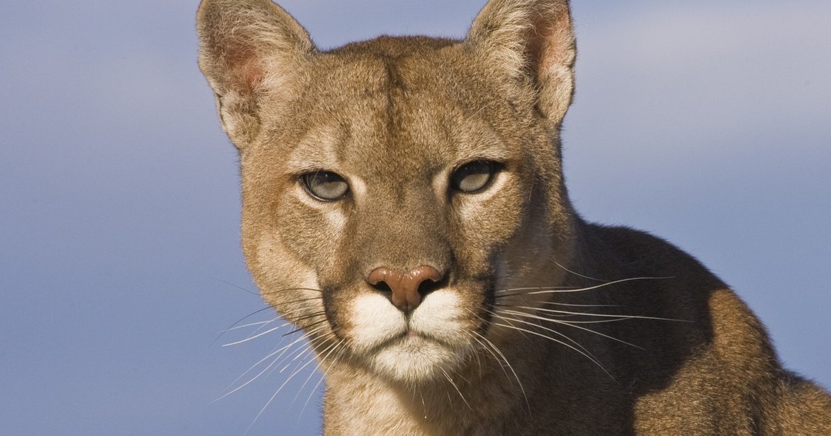 Mountain Lion Is So Spooked He Climbs 35-Foot-High Pole - The Dodo
