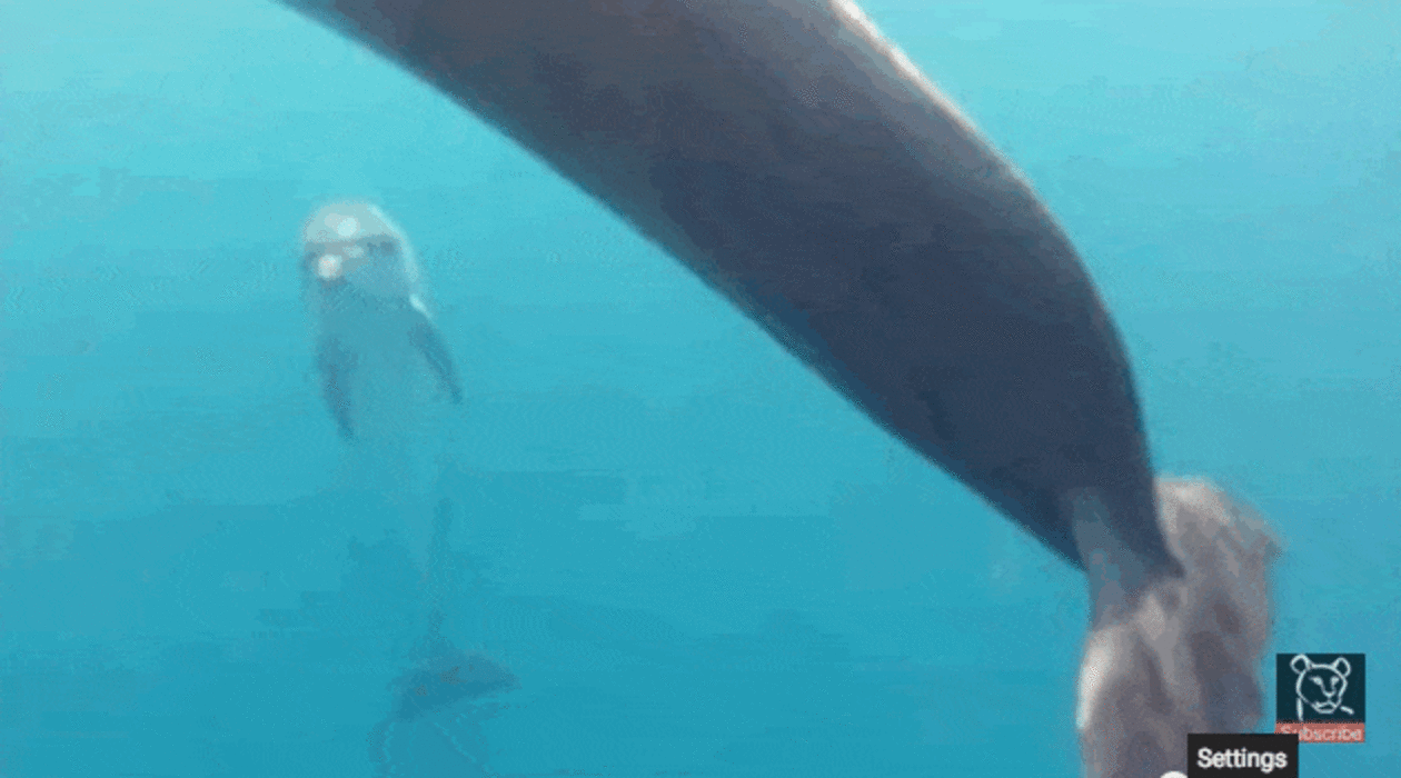Watch The Beautiful Moment Two Captive Dolphins Return To The Wild ...