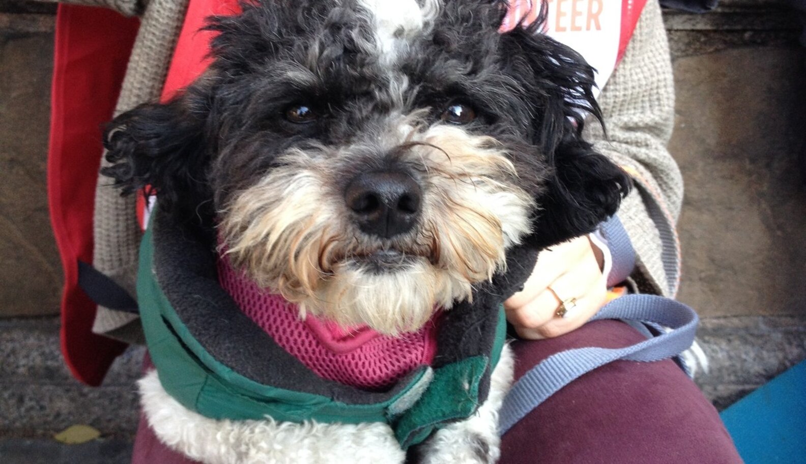 Dogs With Severe Anxiety Just Want To Find A Home — Together - The Dodo