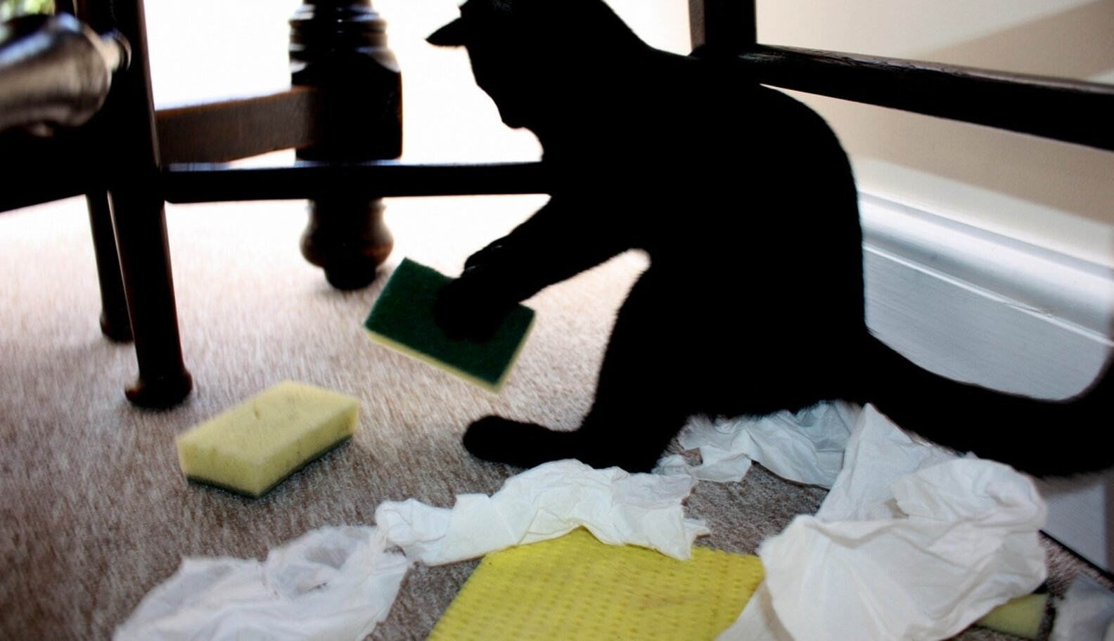 A Tiny Kitten And The Mystery Of The Missing Sponges - The Dodo