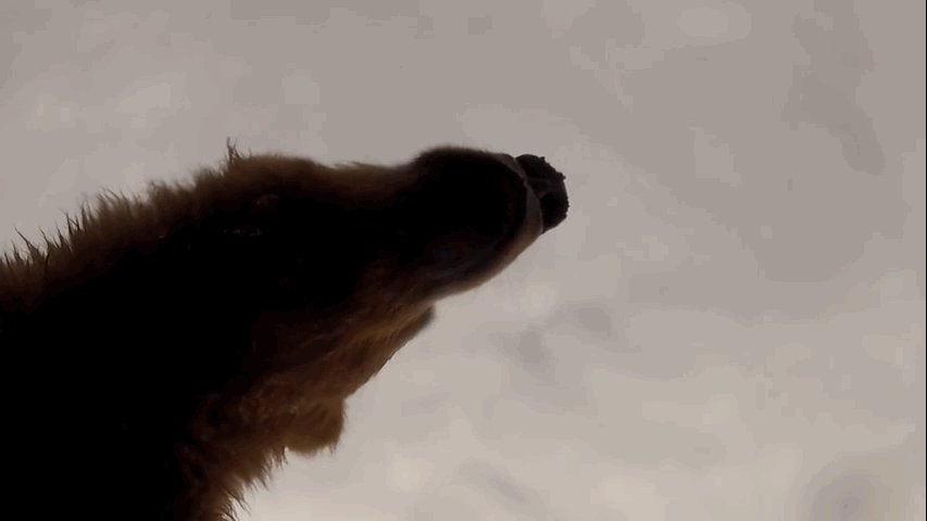Grizzly Bear Nearly Eats GoPro, Instead Creates Brilliant Footage - The ...