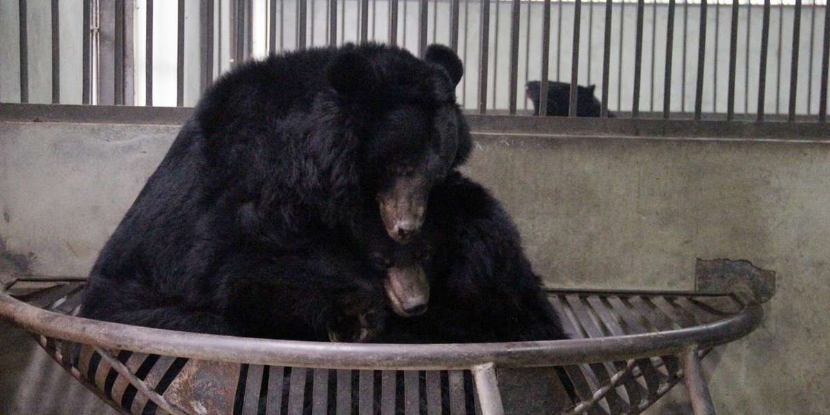 Moon Bear Monday: Bears Have The Cutest Solution To Beat Winter Cold ...