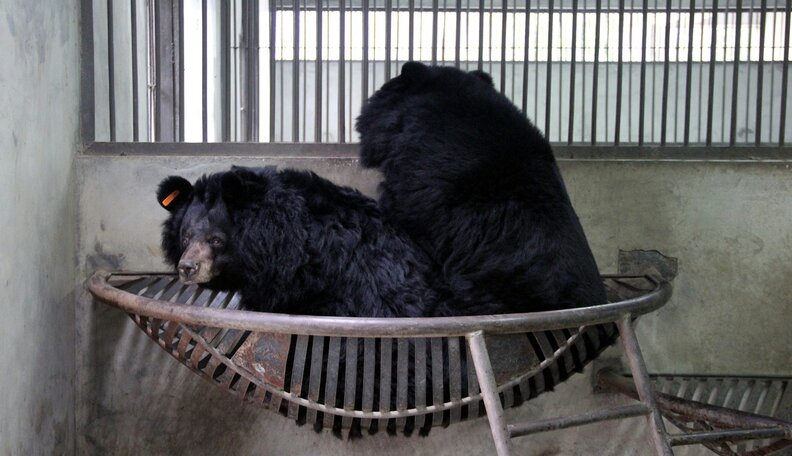 Moon Bear Monday: Bears Have The Cutest Solution To Beat Winter Cold ...
