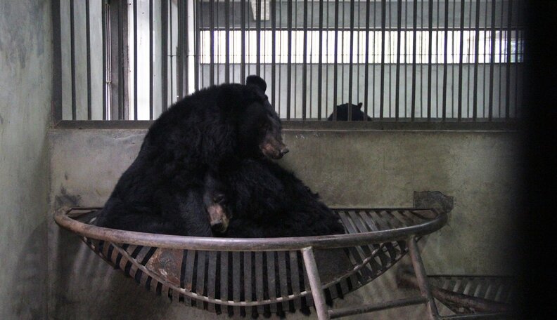 Moon Bear Monday: Bears Have The Cutest Solution To Beat Winter Cold ...
