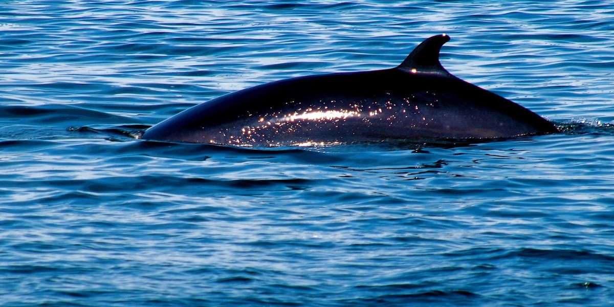 Sea Shepherd: Hague Victory Over Whaling A Joint Effort - The Dodo