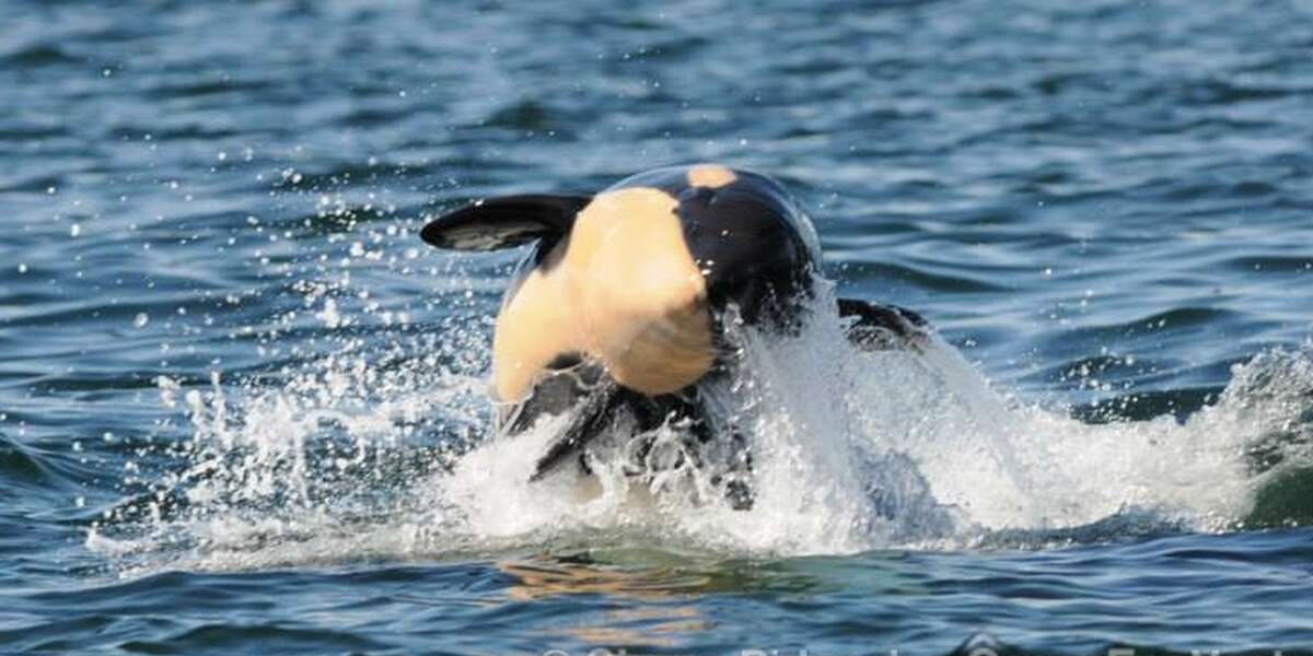 Photos Show Gleeful Baby Orca Enjoying Playtime With Her Mom - The Dodo