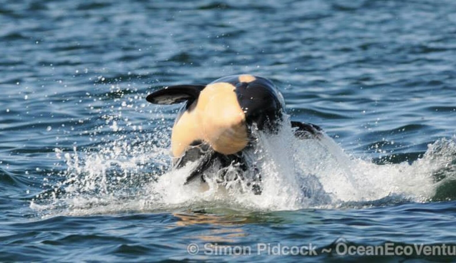 Photos Show Gleeful Baby Orca Enjoying Playtime With Her Mom - The Dodo