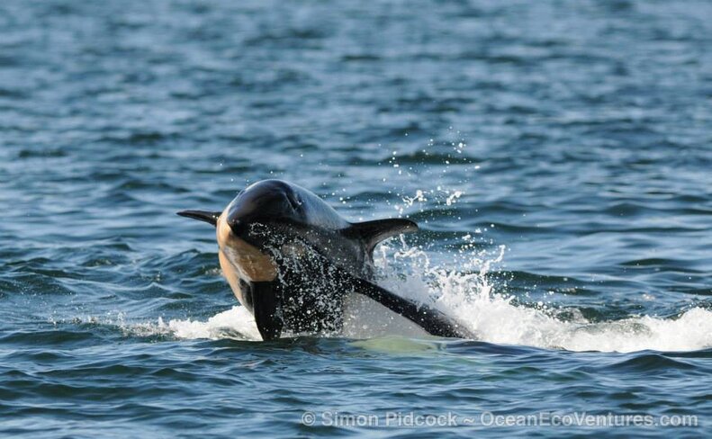 Photos Show Gleeful Baby Orca Enjoying Playtime With Her Mom - The Dodo