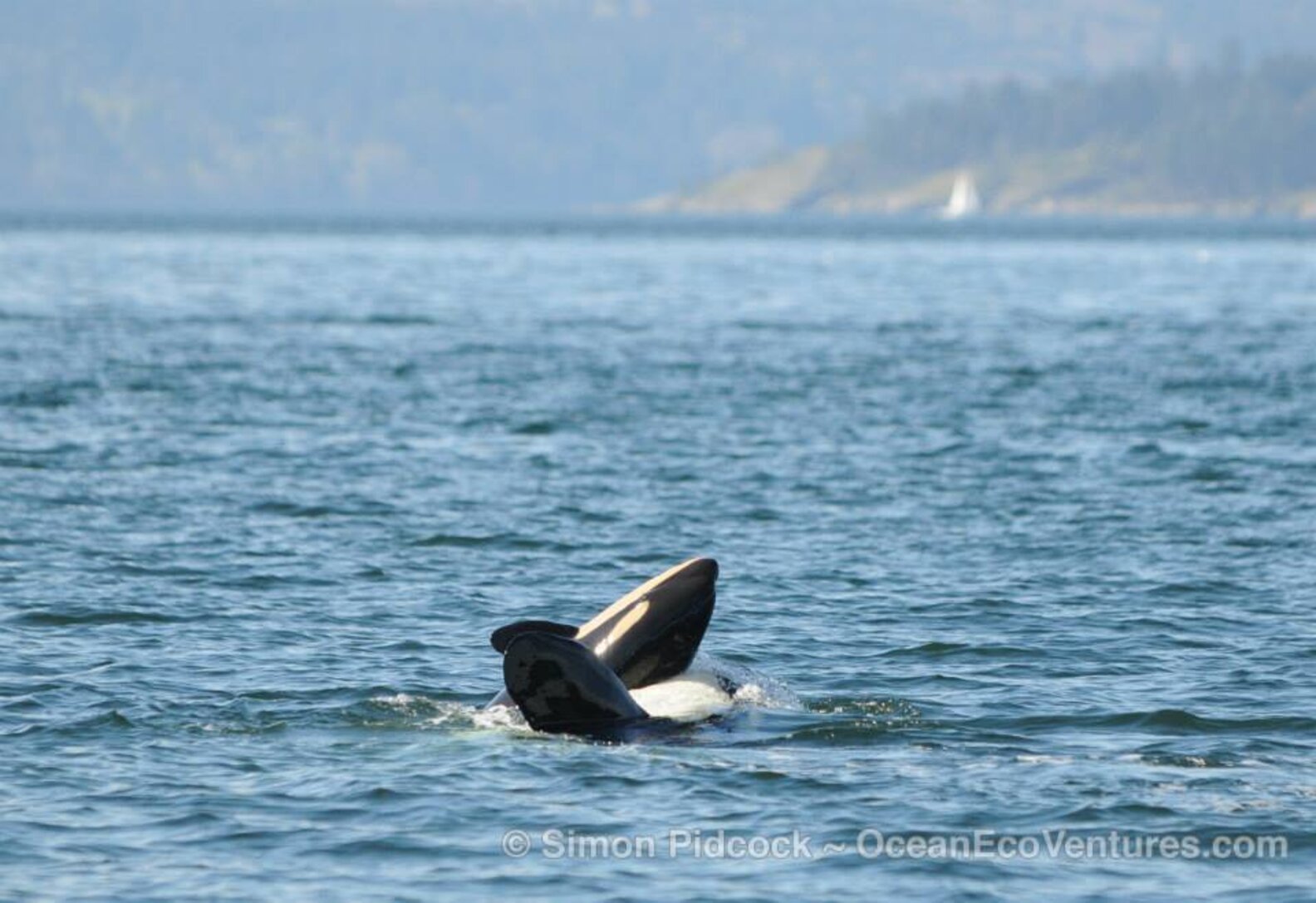 Photos Show Gleeful Baby Orca Enjoying Playtime With Her Mom - The Dodo