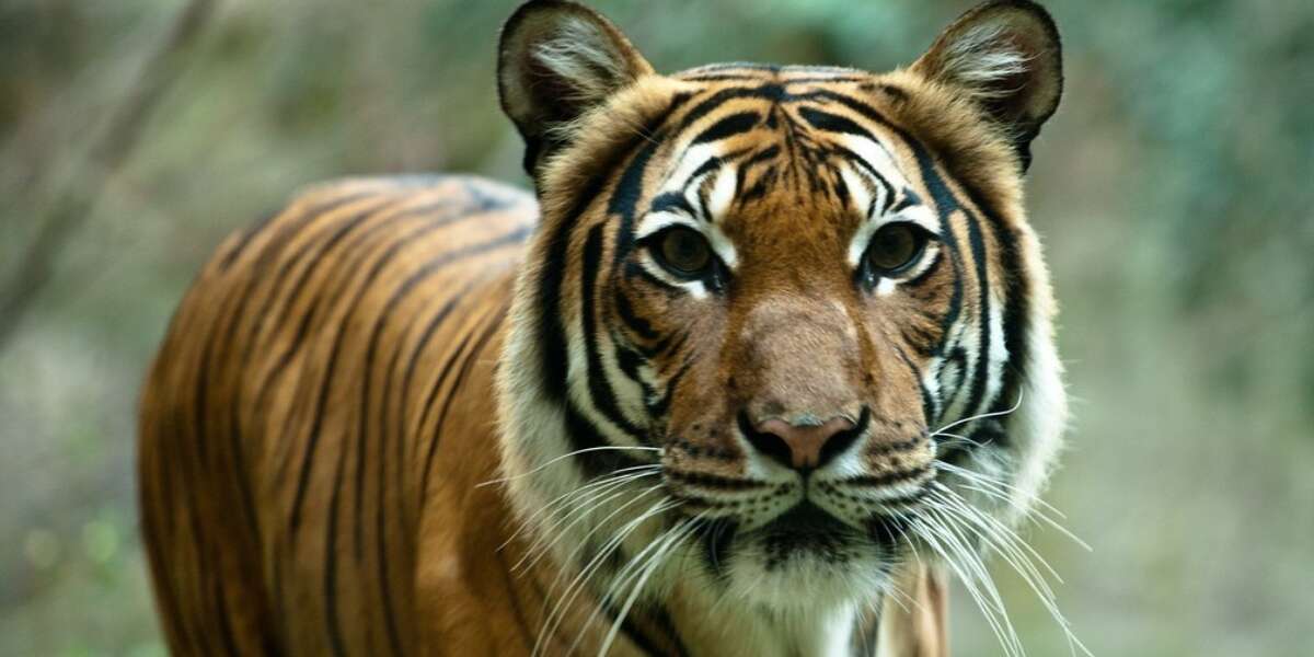 A Tiger Was Just Rescued From Rapper Tyga's Backyard - The Dodo