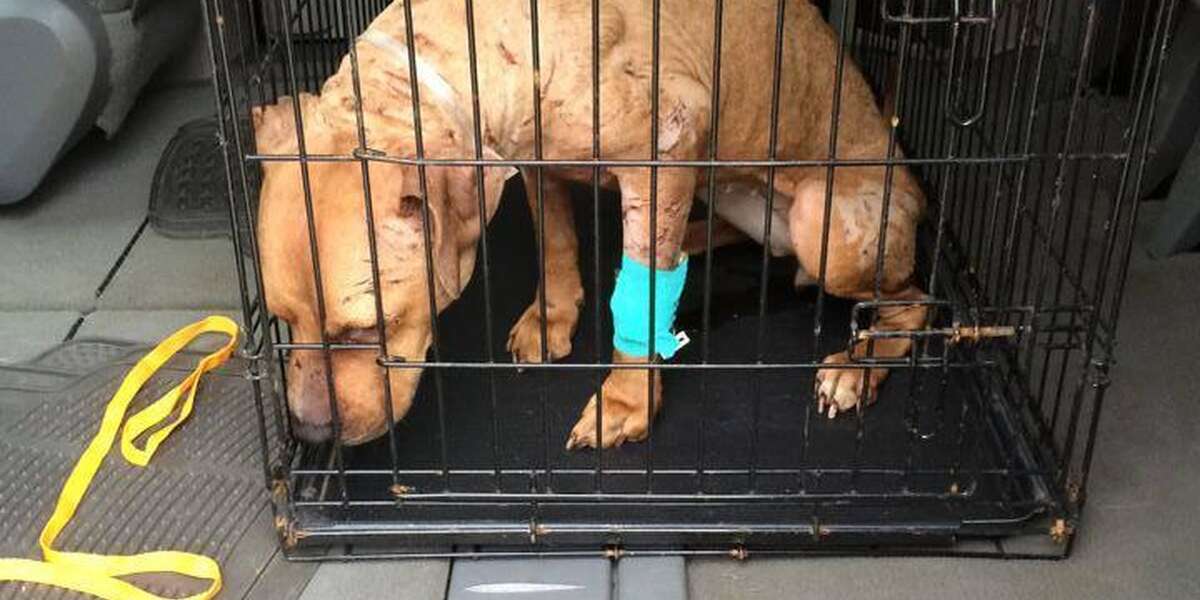 Pit Bull Who Lived Through Hell Finds Someone Who Knows What That's ...