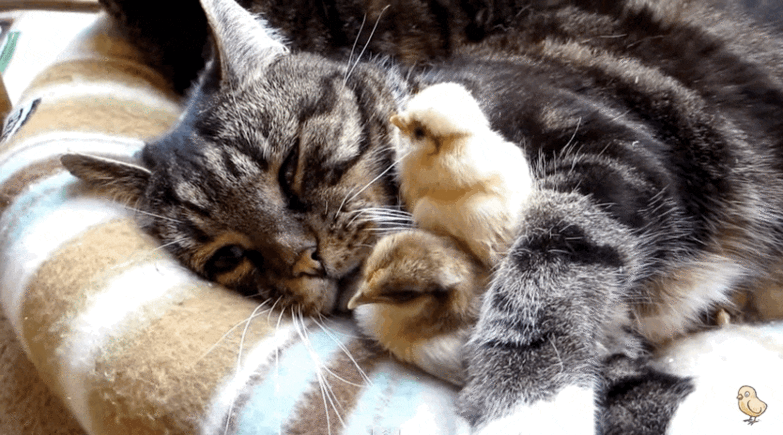 Very Tolerant Cat Endures Kisses From His Baby Chicks - The Dodo
