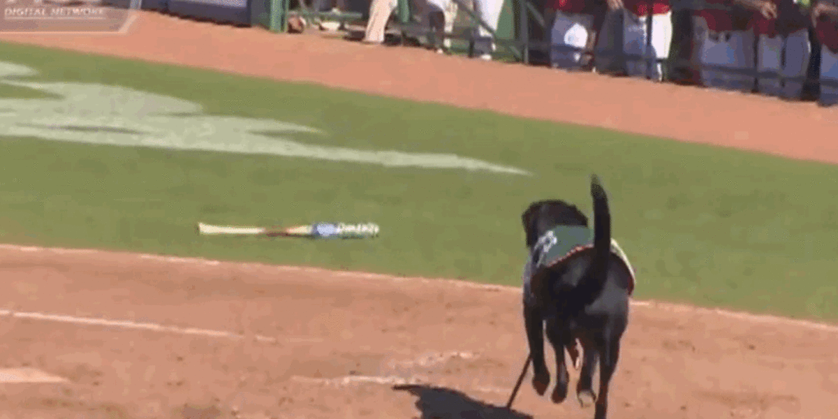 Bat Dogs Replace Bat Boys At ACC Baseball Tournament - The Dodo