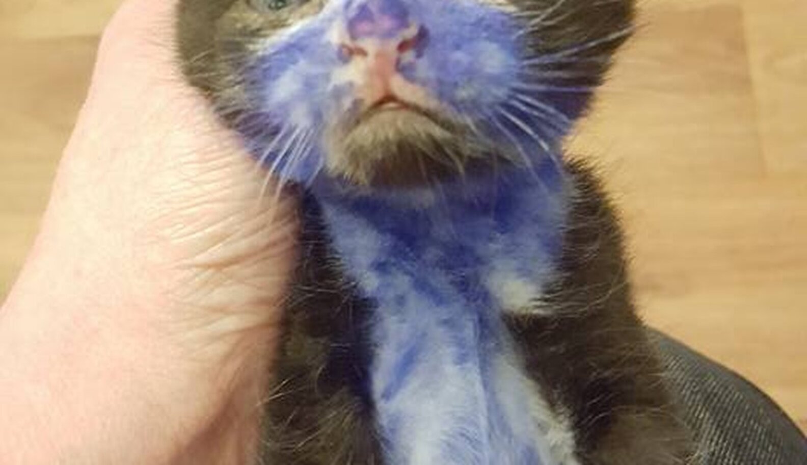 Kittens Found Covered In Ink Are So Happy To Get Clean - The Dodo