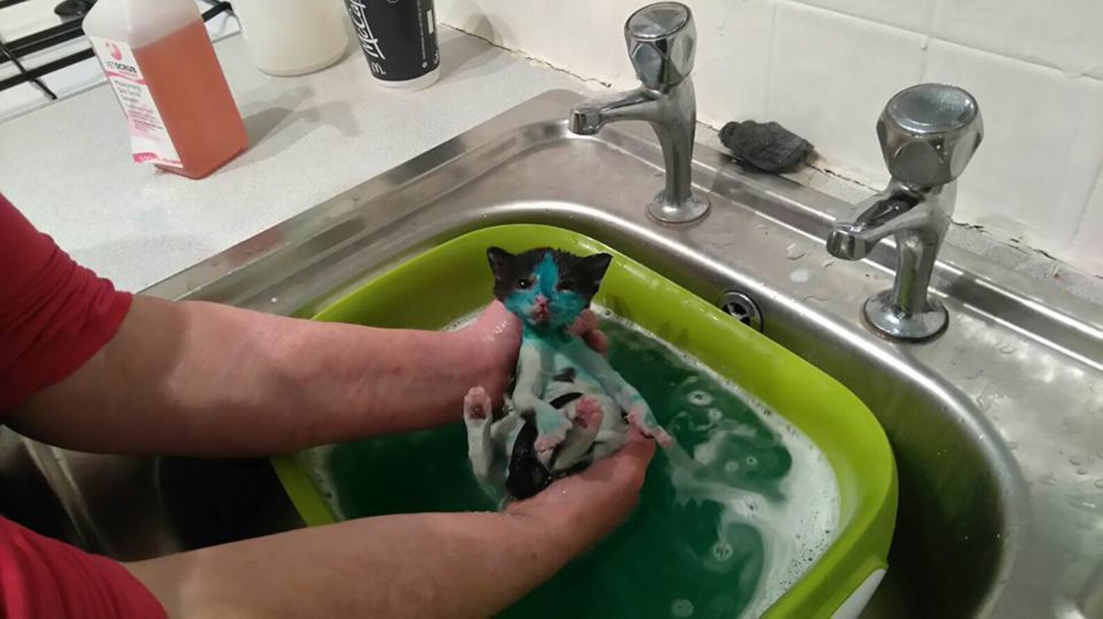 Kittens Found Covered In Ink Are So Happy To Get Clean - The Dodo