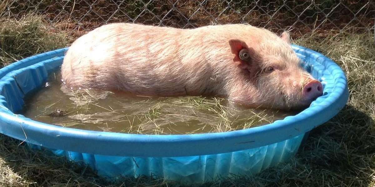 Pigs Rescued From Lab Feel Sunlight For The Very First Time - The Dodo