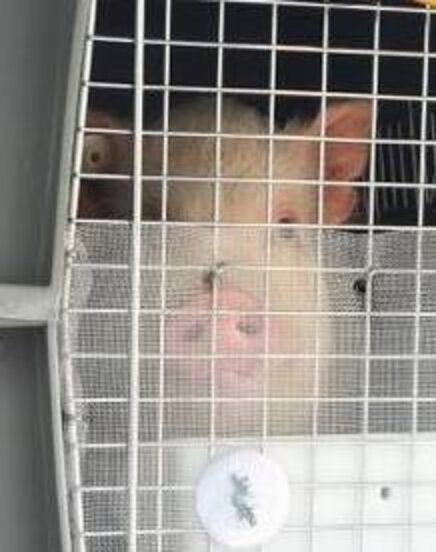Pigs Rescued From Lab Feel Sunlight For The Very First Time - The Dodo
