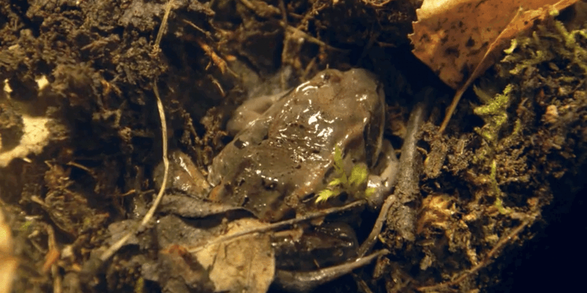 Frog Frozen Solid For 200 Days, Wakes Up In Stunning Timelapse - The Dodo