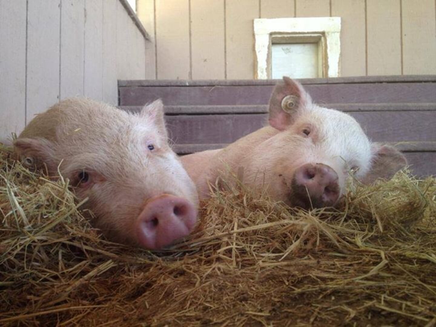 Pigs Rescued From Lab Feel Sunlight For The Very First Time - The Dodo