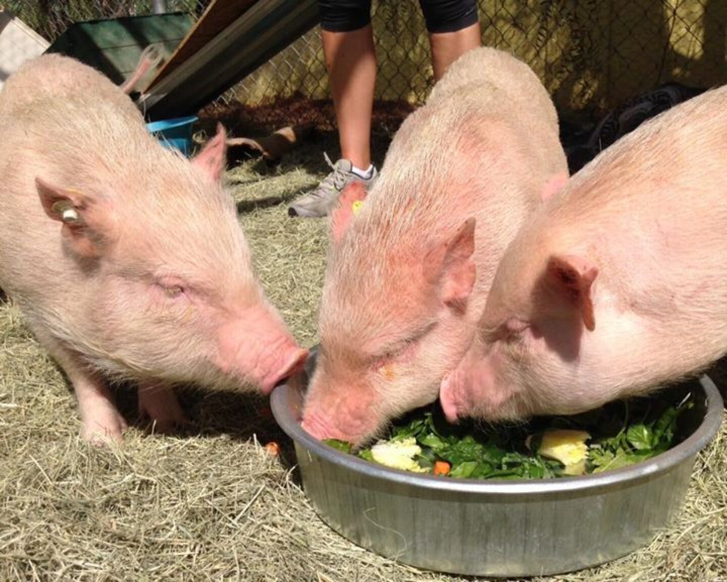 Pigs Rescued From Lab Feel Sunlight For The Very First Time - The Dodo