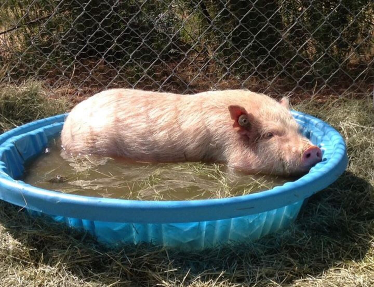 Pigs Rescued From Lab Feel Sunlight For The Very First Time - The Dodo