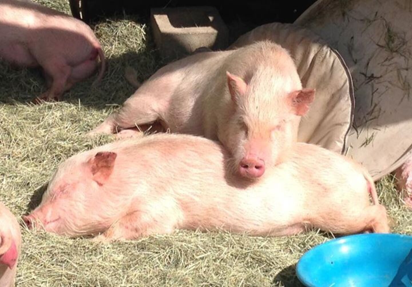 Pigs Rescued From Lab Feel Sunlight For The Very First Time - The Dodo