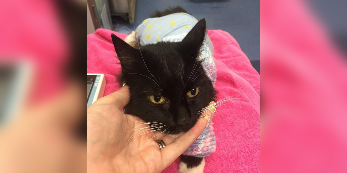 Cat Who Almost Drowned In Flood Warms Up In Little Sweater - The Dodo