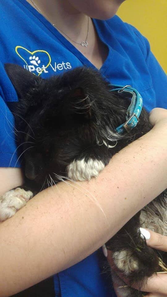 Cat Who Almost Drowned In Flood Warms Up In Little Sweater - The Dodo