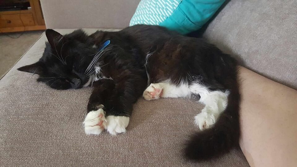 Cat Who Almost Drowned In Flood Warms Up In Little Sweater - The Dodo