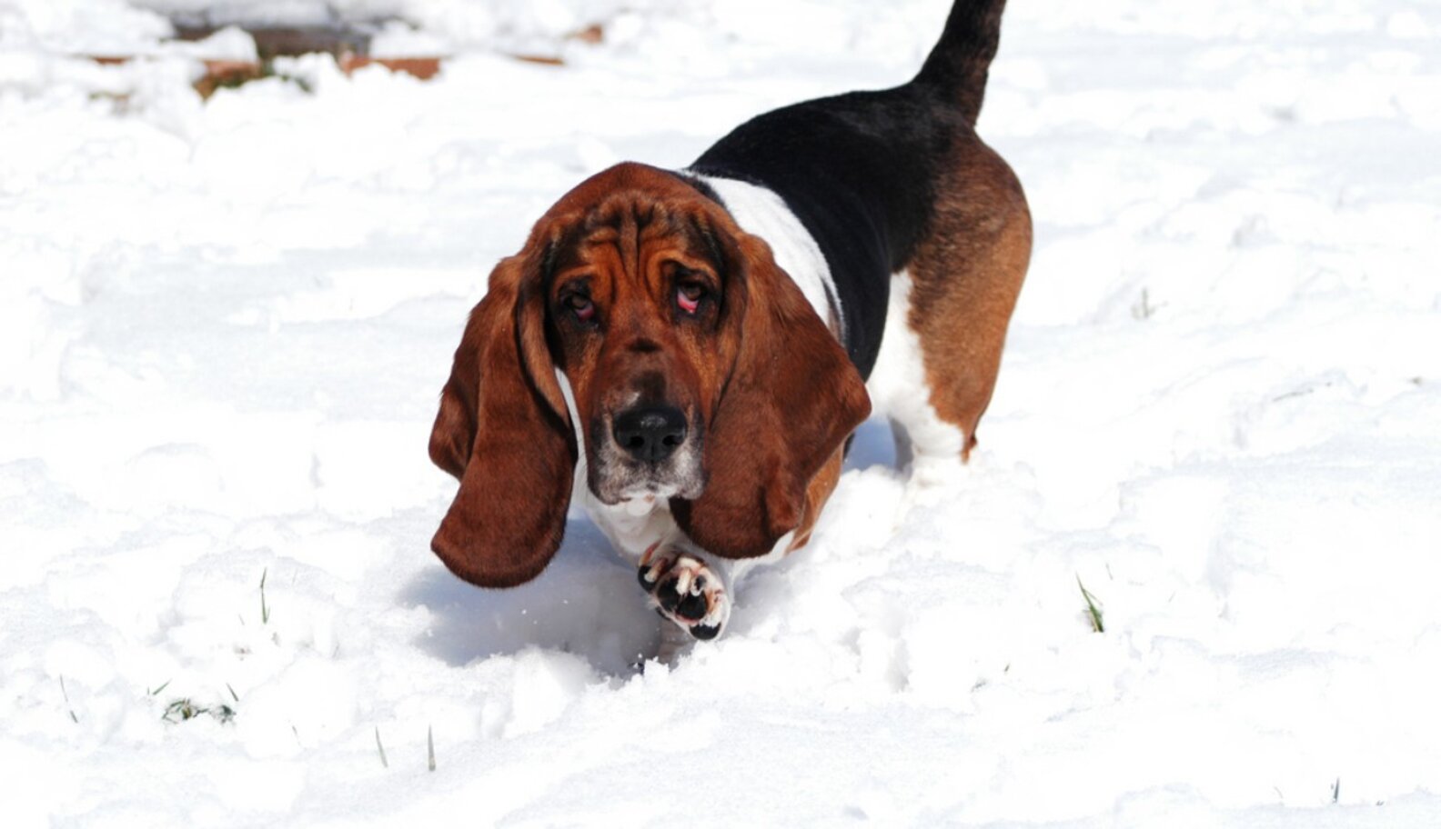 5 Tips To Keep Your Dog Safe During A Blizzard - The Dodo