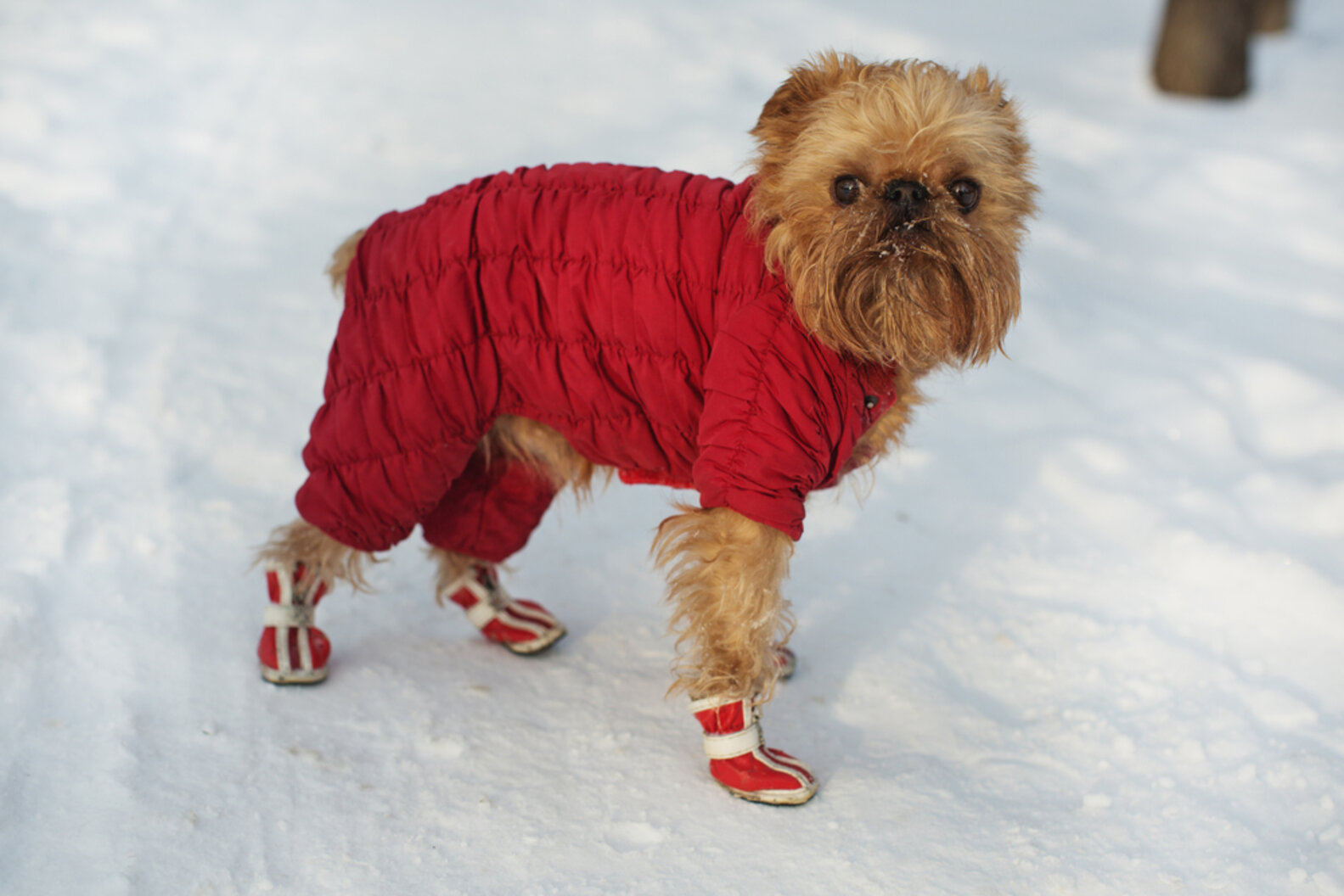 5 Tips To Keep Your Dog Safe During A Blizzard - The Dodo