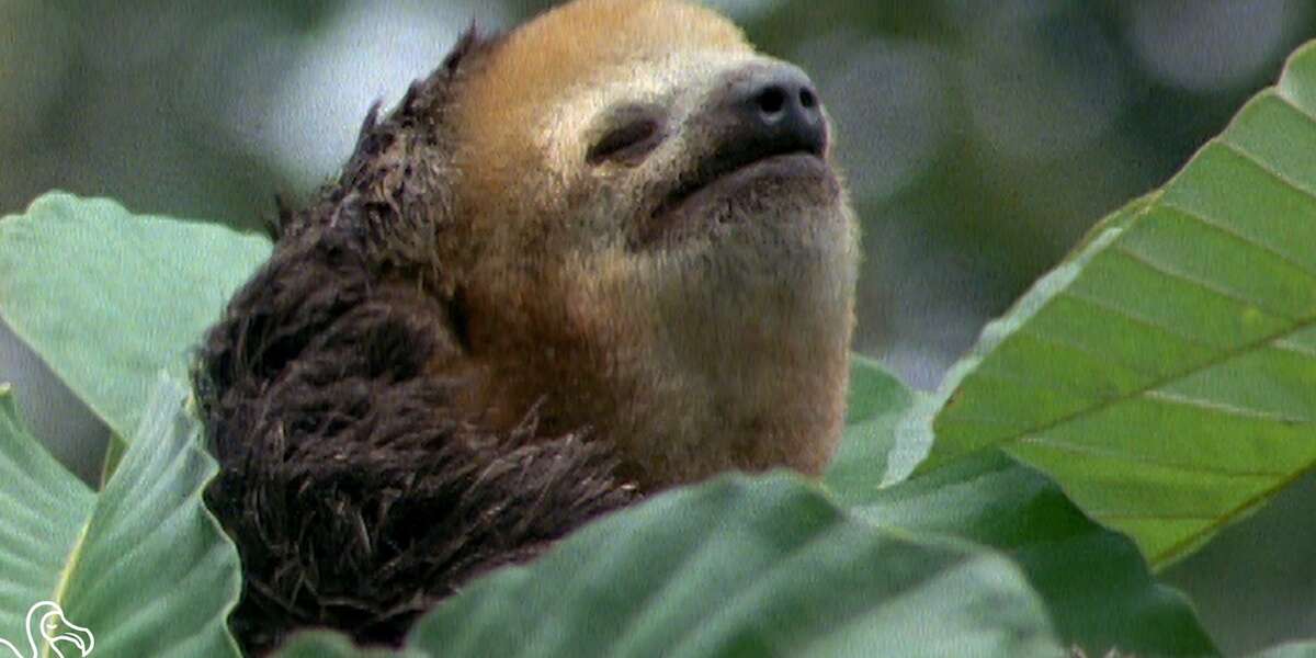 WATCH: Sloths Aren't Slow, They're Just Super Chill - The Dodo