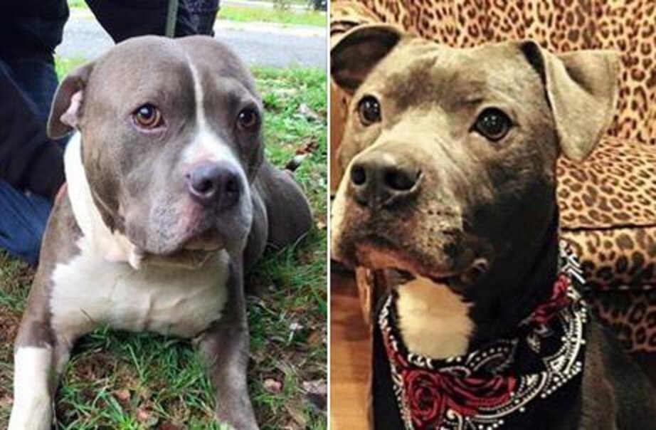 Dogs Left To Die In Empty House Still Wag Their Tails - The Dodo