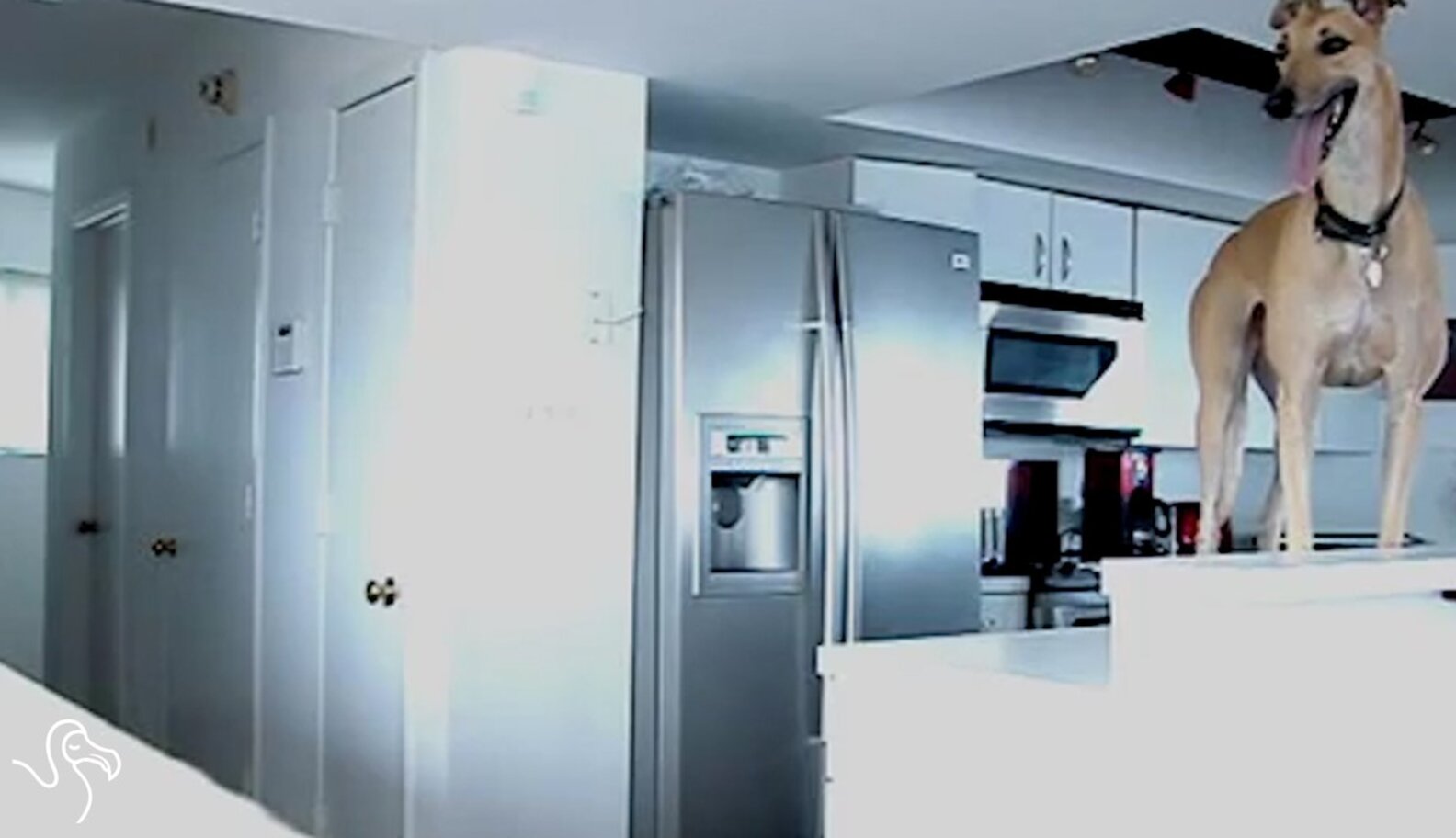 WATCH: What Dogs Really Do When No One's Home - The Dodo