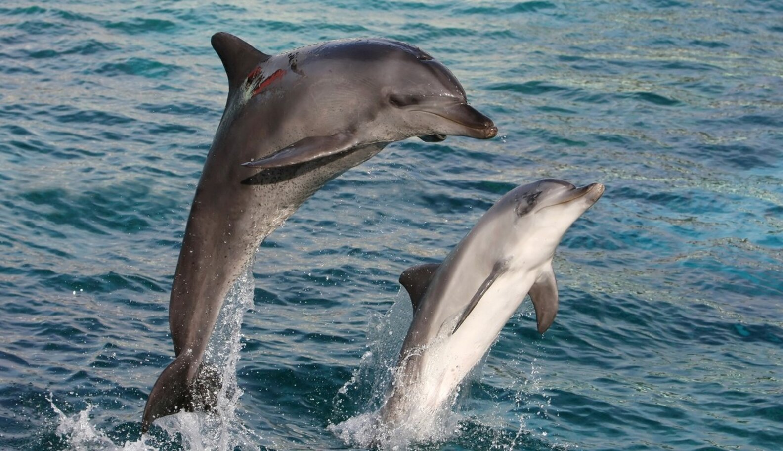 Here's Why Smart People Agree Animals Have Emotions - The Dodo