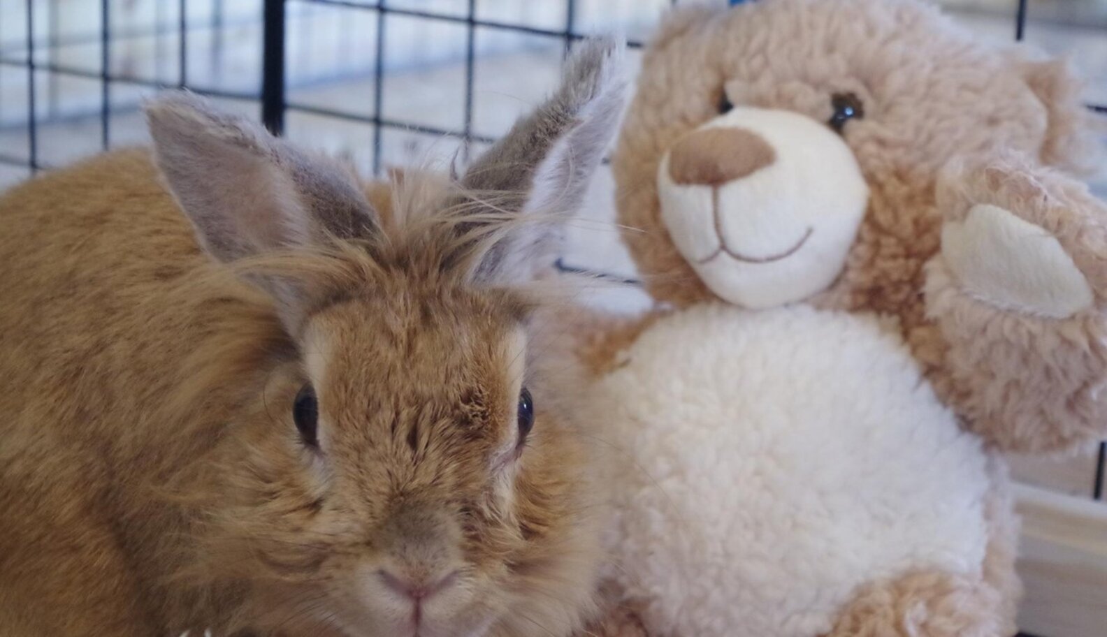 Rescued Rabbit Won't Let Anyone Near Her New Teddy Bear - The Dodo