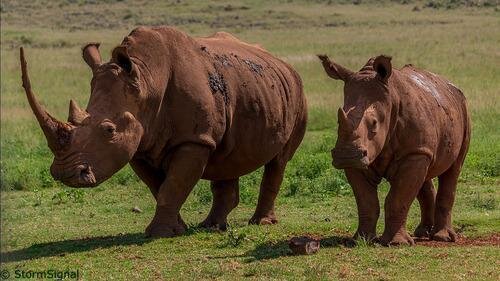 A Look At The Frontlines Of South Africa's Rhino Genocide - The Dodo
